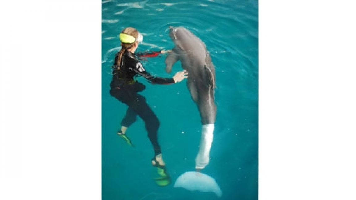 Bionic Wildlife: 3D Printing Technology Gives Animals A Second Chance