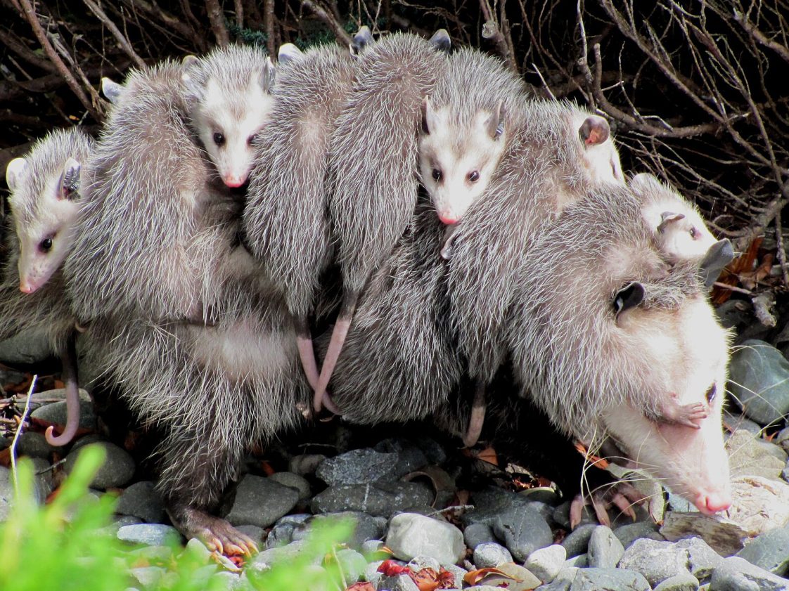 Legendary Giant Chimps Known as "Lion Killers" Feast on Big Cats and ...