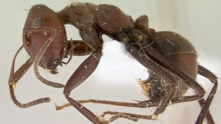 This Killer Ant Explodes to Take Out Its Enemies