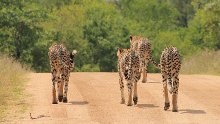 Crocodile Attacks Unsuspecting Cheetah [VIDEO]