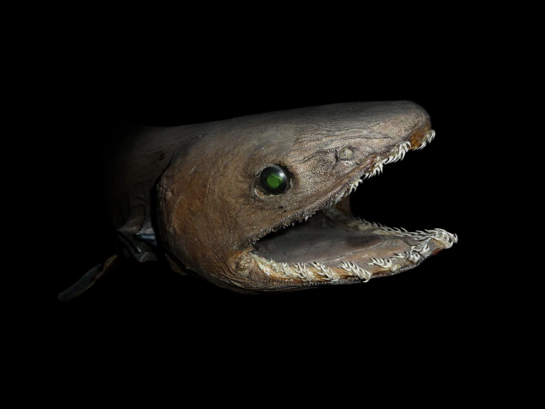 8 Bizarre Animal Mutations Caught on Camera