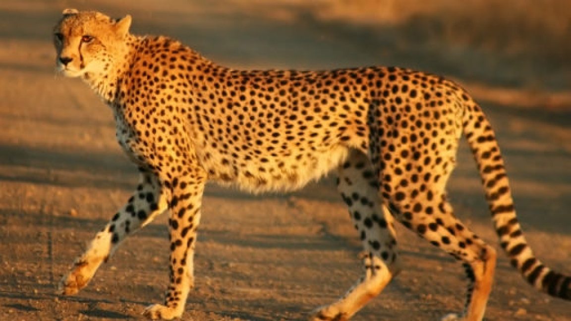 These Amazing Big Cats Once Walked The Earth