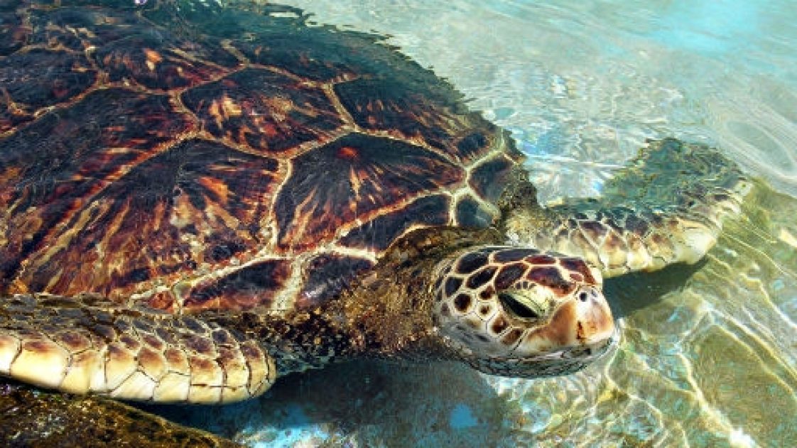 Sea Turtles May Navigate Using the Sun