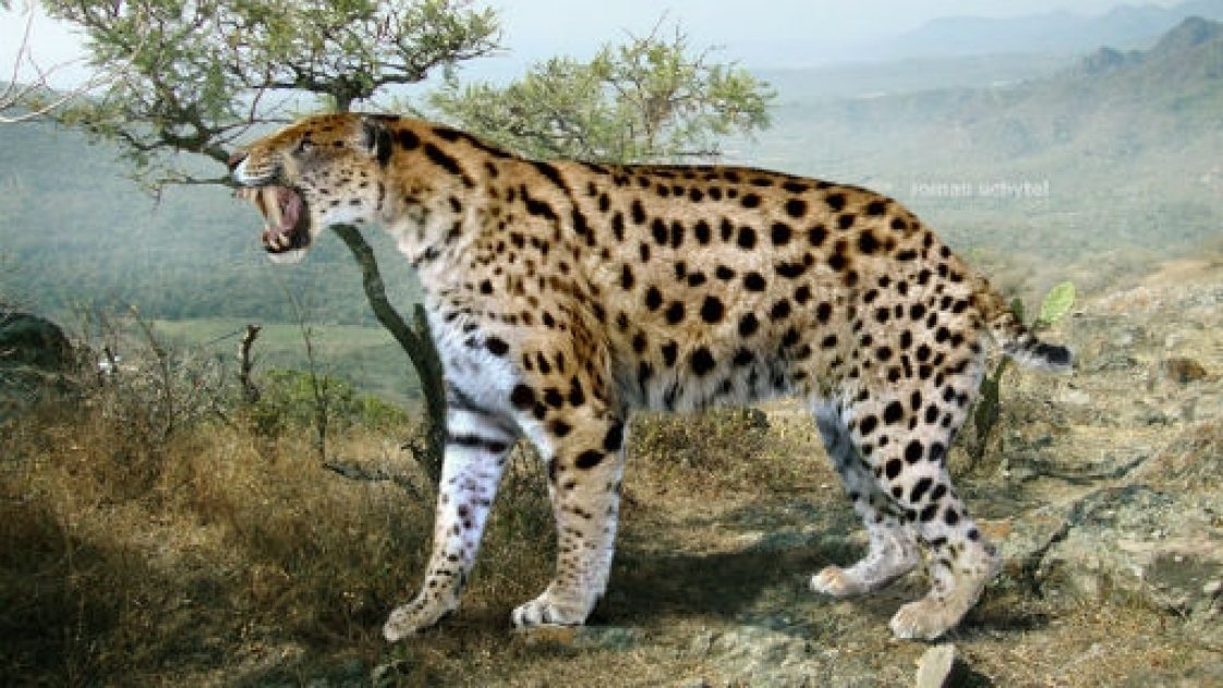 These Amazing Big Cats Once Walked The Earth These Amazing Big Cats Once Walked The Earth