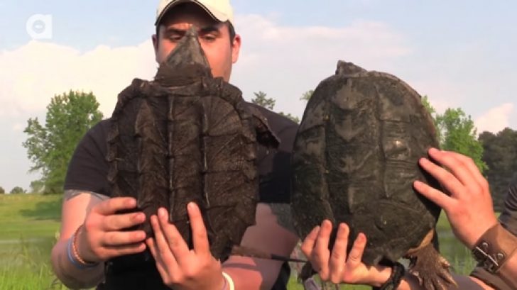 Alligator Snapping Turtles Outweigh the Average Human + 9 More Amazing ...