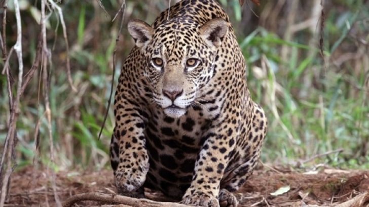 These Amazing Big Cats Once Walked The Earth