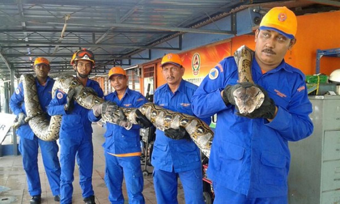 Malaysian Reticulated Python Might Be Largest on Record