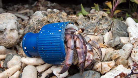 These Hermit Crabs Are Using Our Garbage as Shells