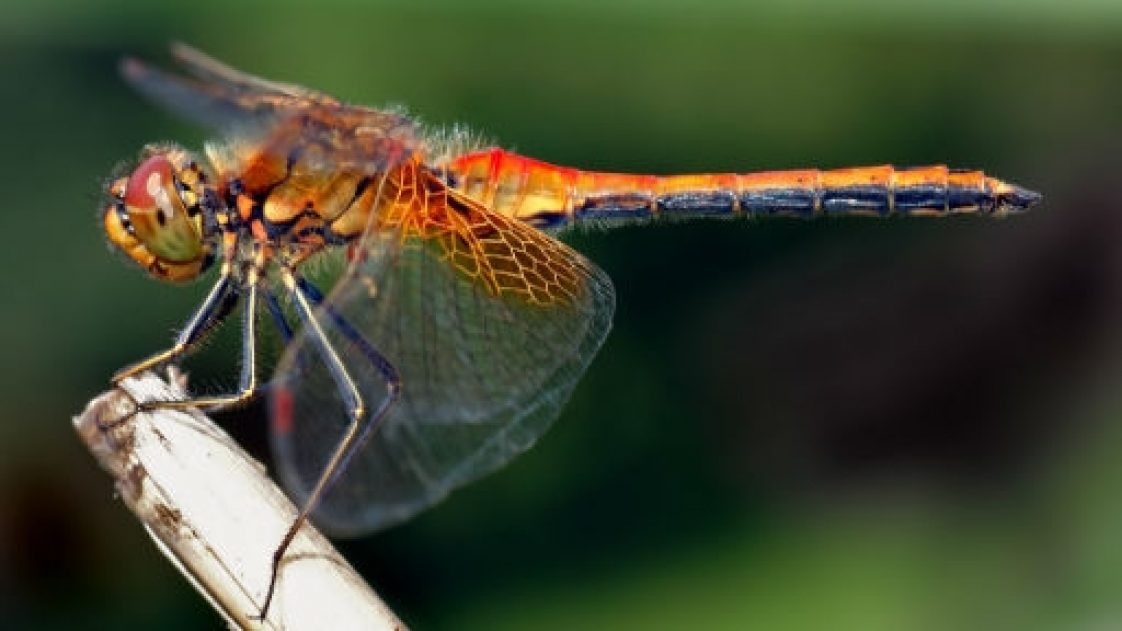 Trillions of Insects Migrate Each Year — Even More Than Birds