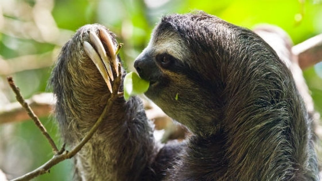 5 of the Rarest Animals on Earth