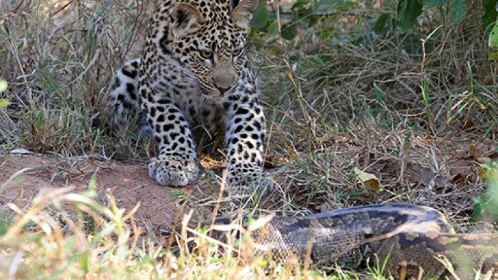 Python vs. Leopards