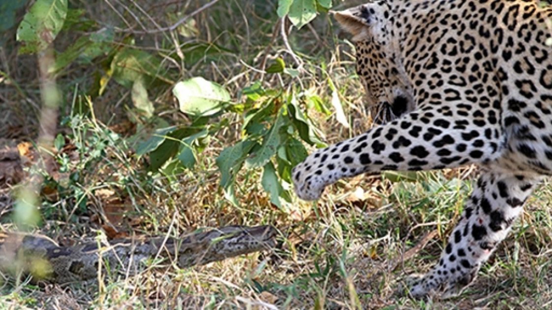 Python vs. Leopards