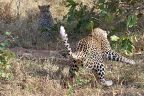 Python vs. Leopards