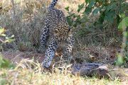 Python vs. Leopards
