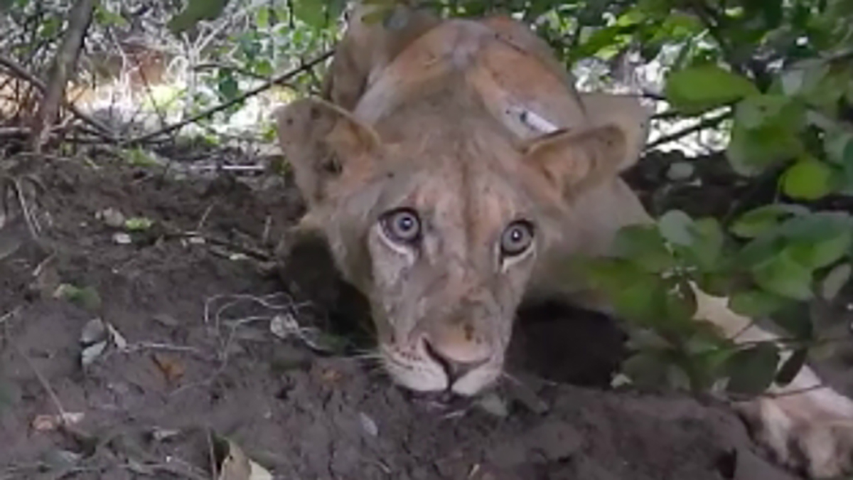 Lion Rescued From Illegal Trap (VIDEO)