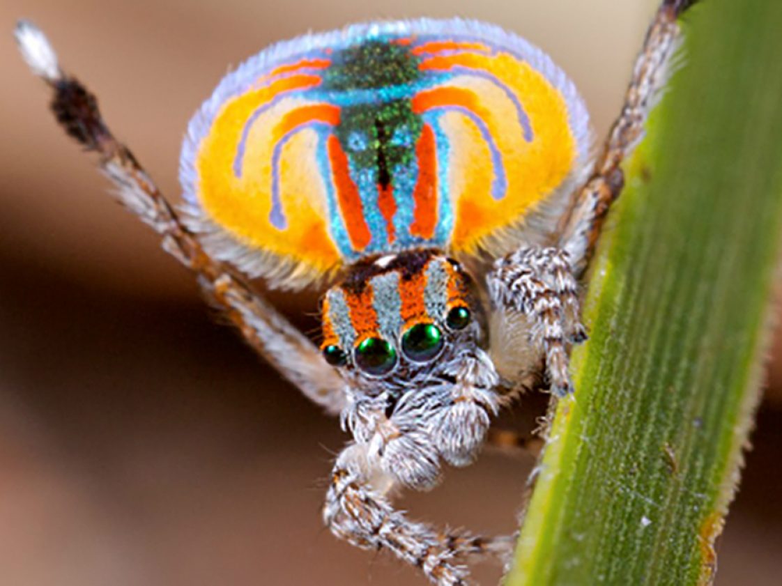 Fearless Mama Bear Protects Cubs from Large Grizzly in Alaska