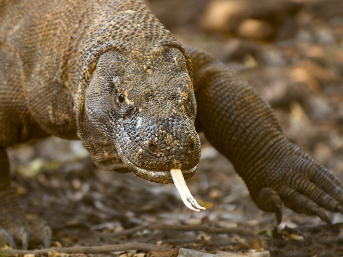 Giant Anaconda Attacks And Swallows Caiman