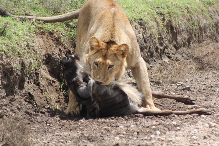 Lion Ambushes Stampeding Wildebeest
