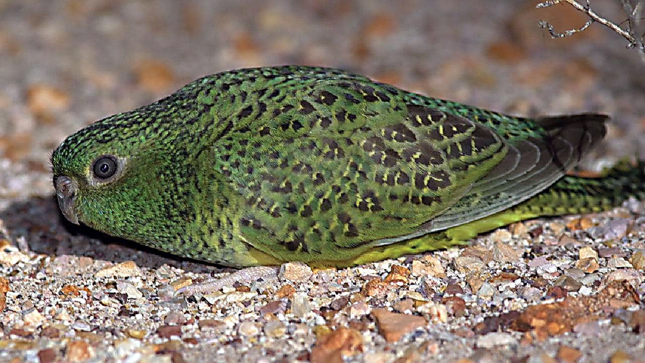 Mysterious Night Parrot Rediscovered After Being Declared Extinct in ...