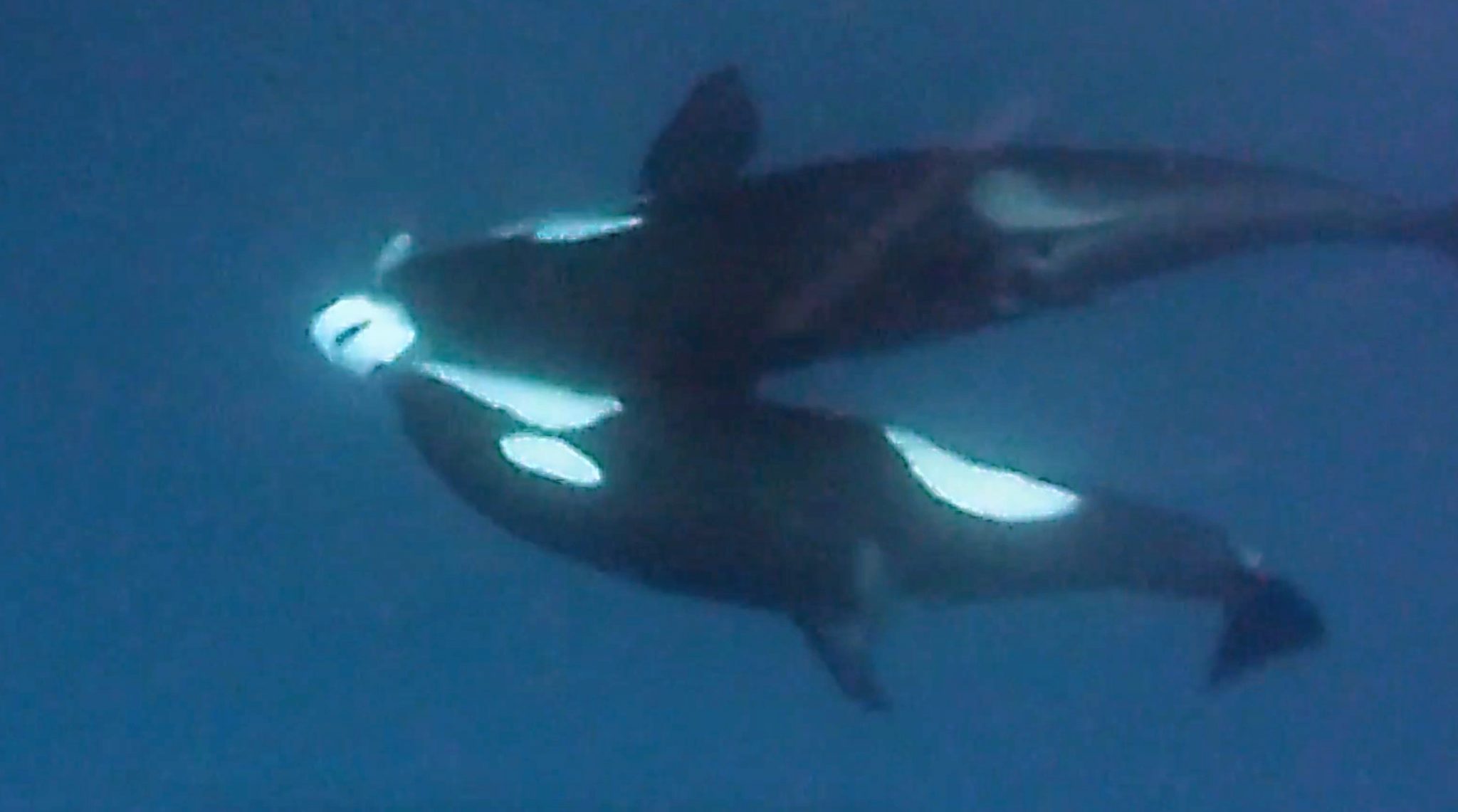Killer Whales Take Down Tiger Shark