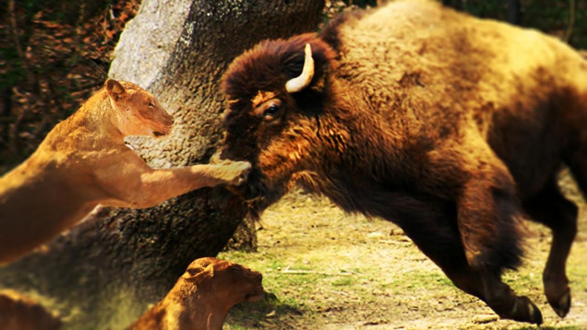 Lions Once Roamed America