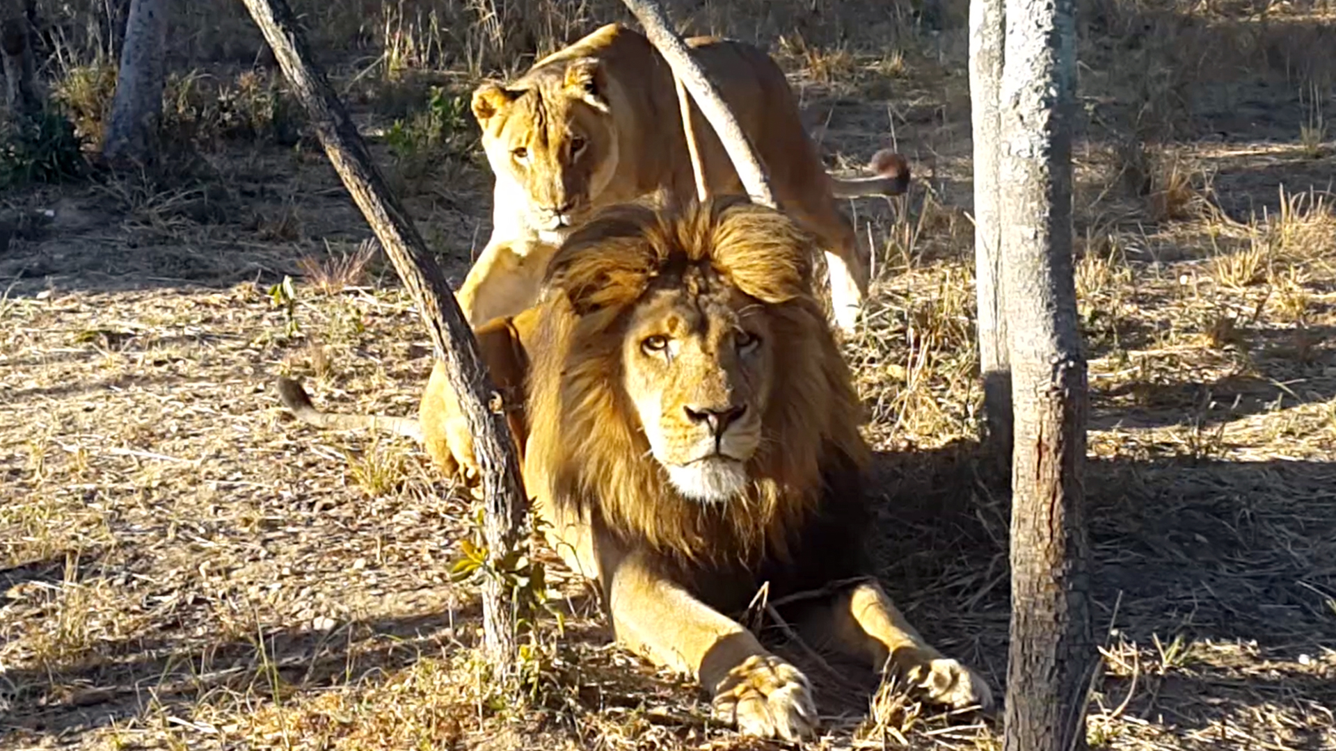 Videos Archives - Roaring Earth