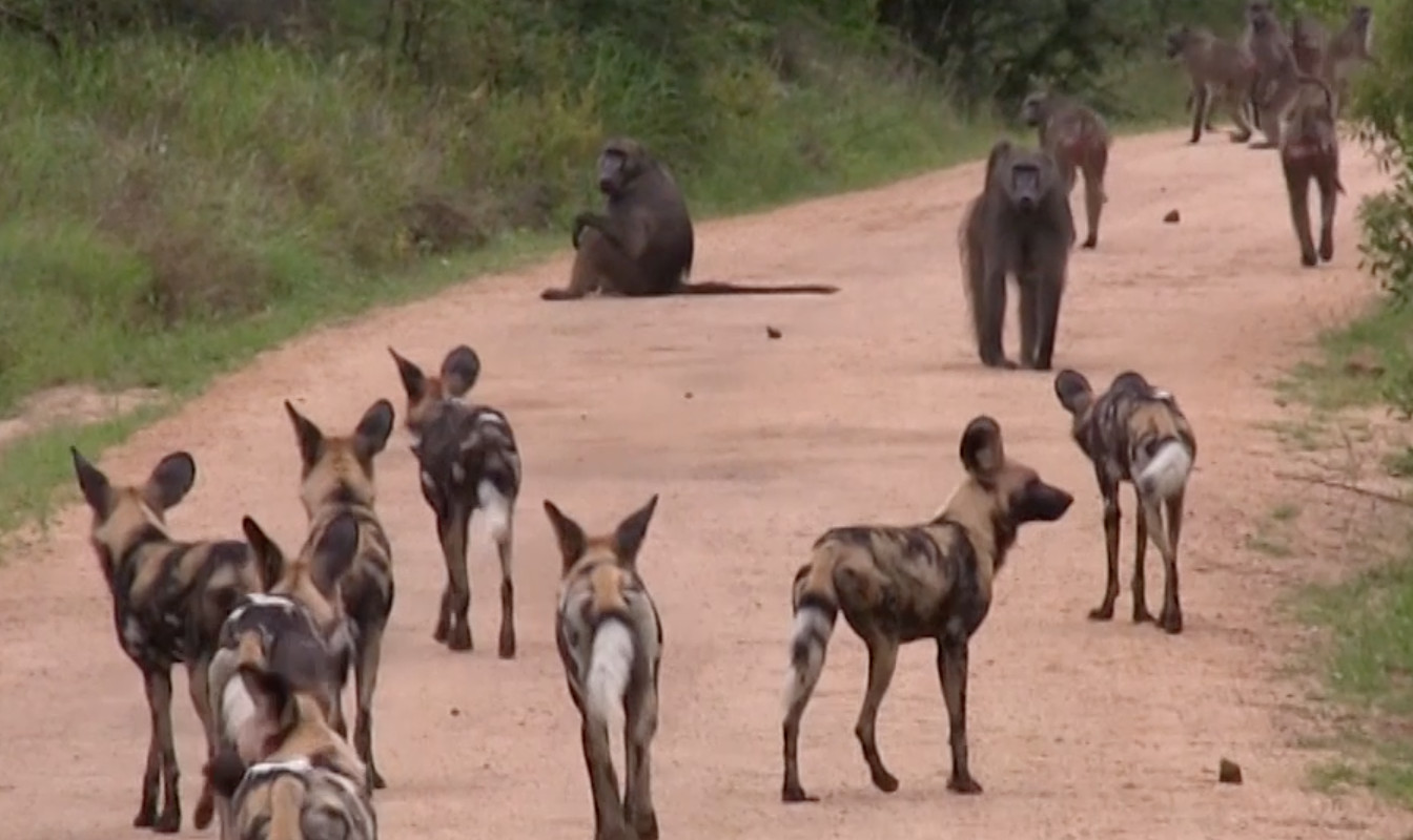 Baboons vs. Wild Dogs: Stand-Off in the Road