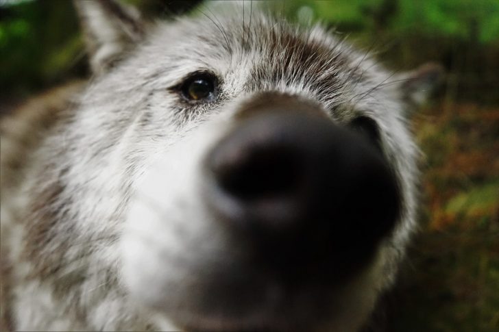 The Oldest Wolf Ever Recorded