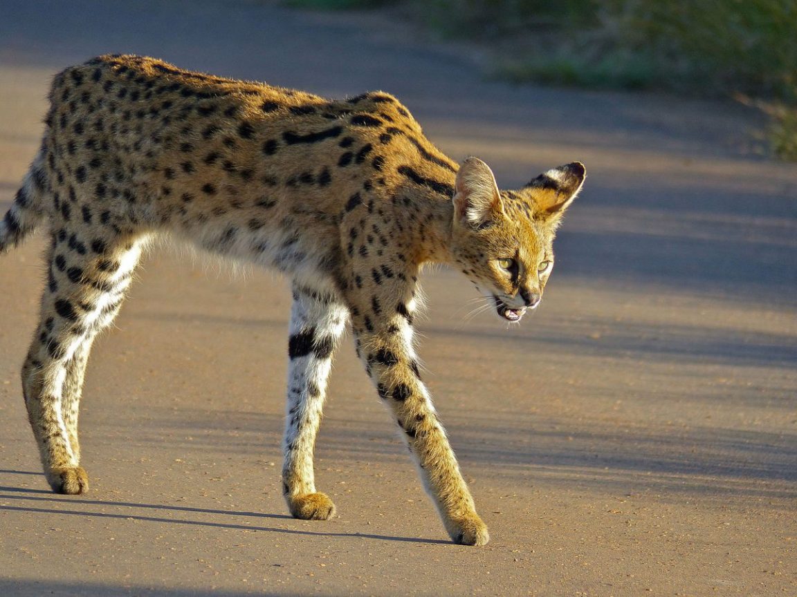 Serval and Cheetah Cross Paths, Slow-motion Standoff Ensues