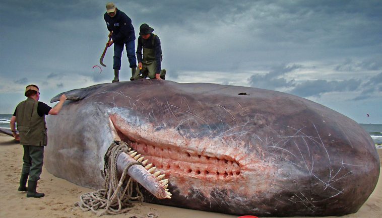 Are Whales Forming Post-Apocalyptic Societies?