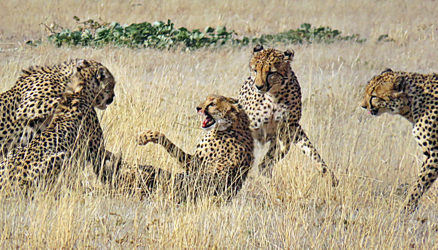 4 Male Cheetahs Gang Up On Lone Female