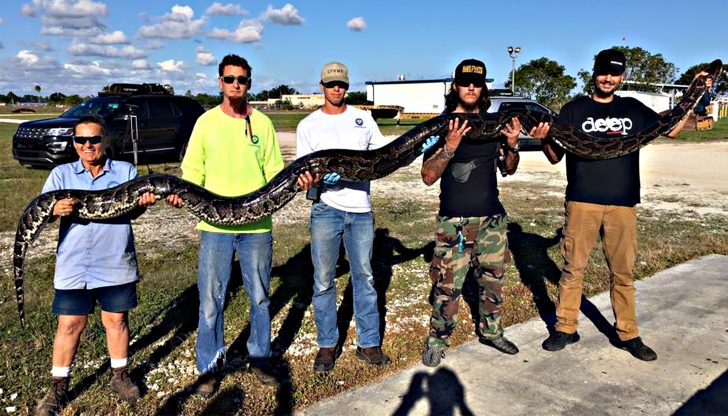 17 Ft Python in Florida: Record Breaking Giant Snake