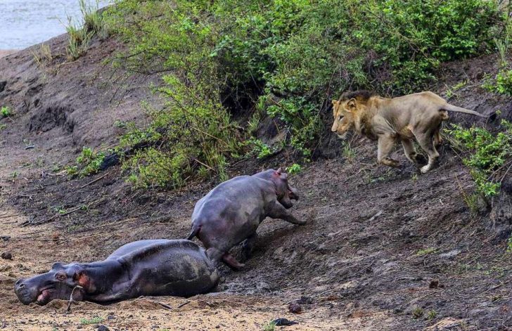 Lion vs. Hippo: Baby Hippo Protects Mother from Lion