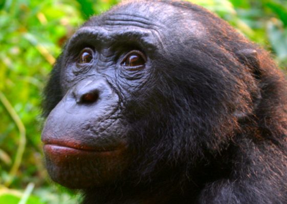 Bonobos Use Sex to Resolve Conflicts, Diffuse Tension