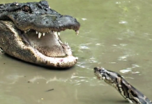 Grizzly Bear Battles 4 Wolves