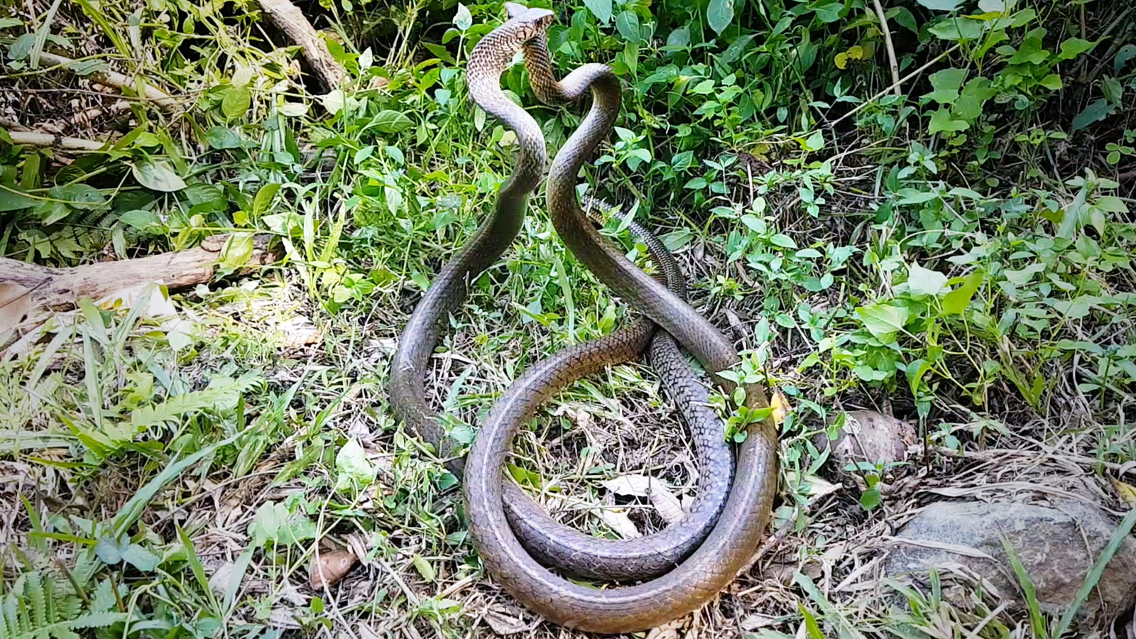 Snake vs. Snake: Rat Snake Combat Caught on Camera
