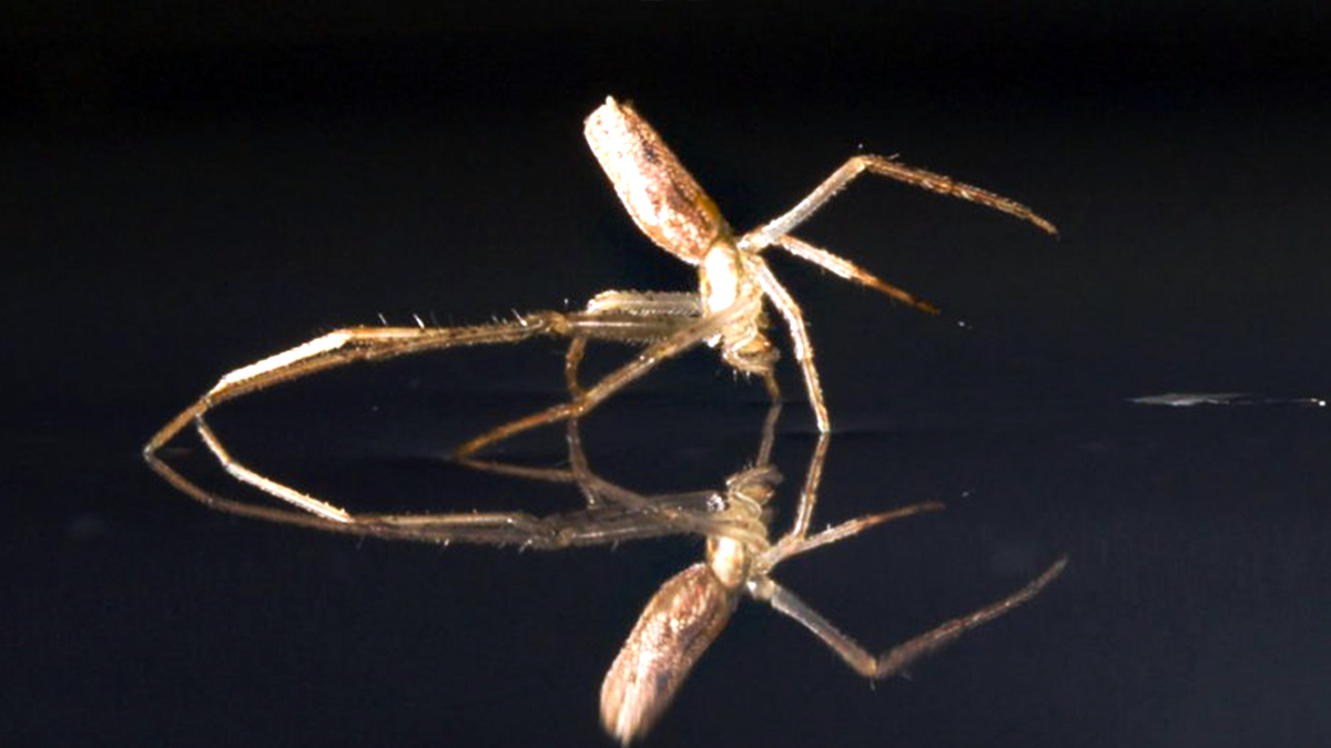 Sailing Spiders Have Amazing Water-Navigation Abilities
