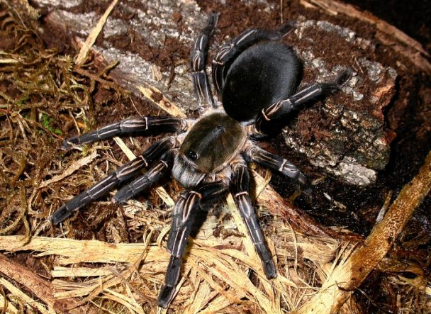 How Deep-Fried Tarantulas Became a Cambodian Delicacy