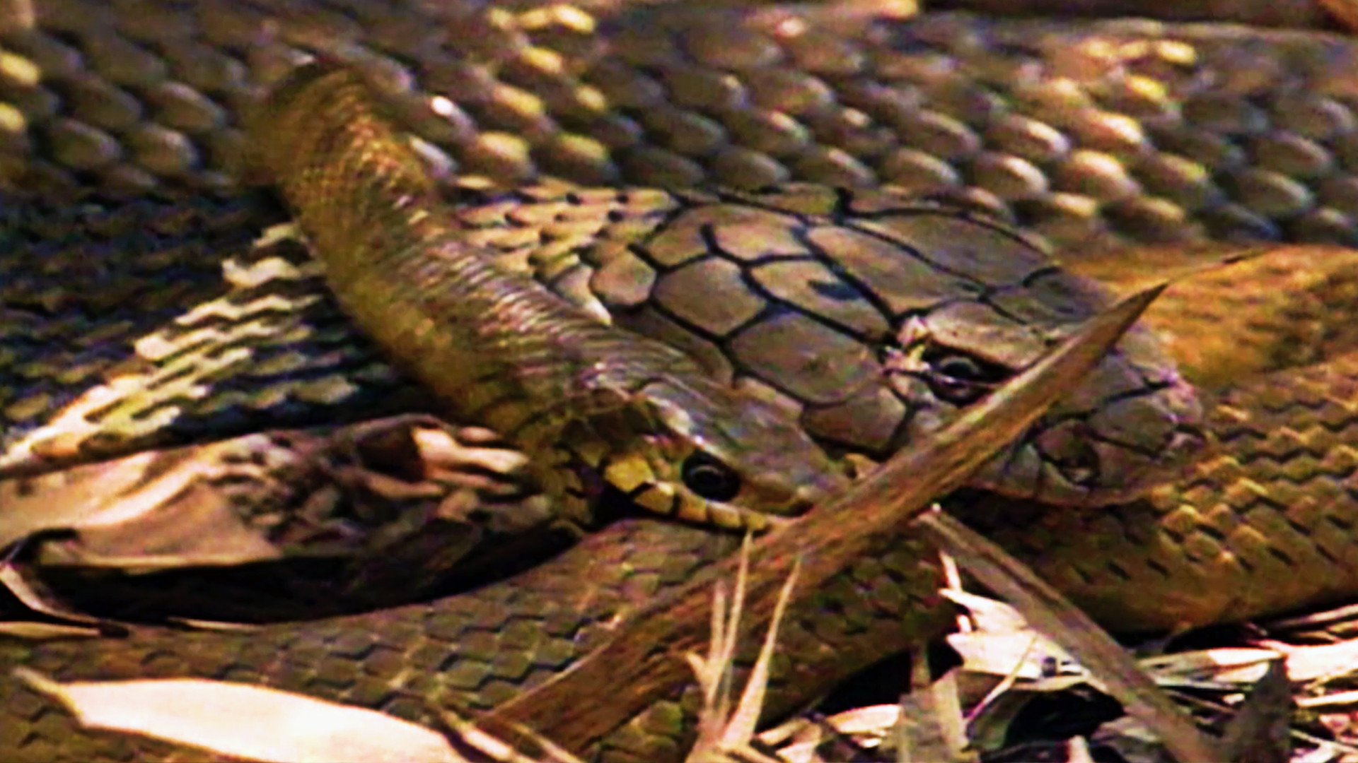 King Cobra Attacks Snake