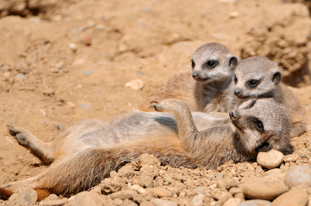 Meerkats Are Homicidal Maniacs, Kill Each Other More Than Humans Do