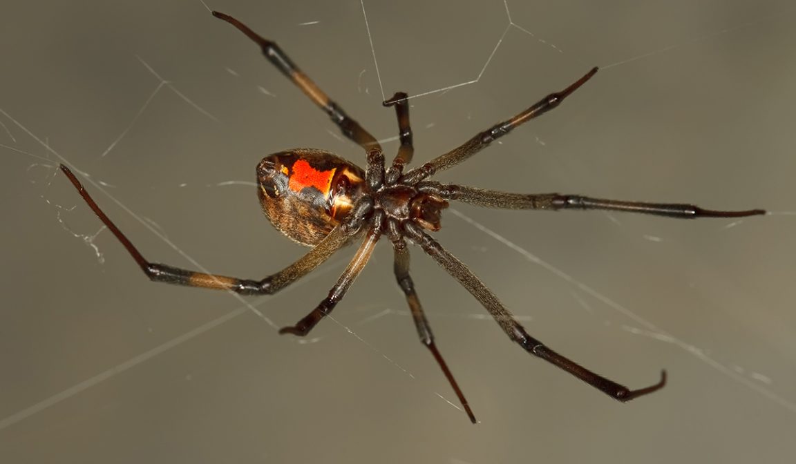 Male Brown Widows Prefer Sexual Partners That Are More Likely to ...