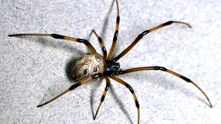 Spider Archives - Roaring Earth