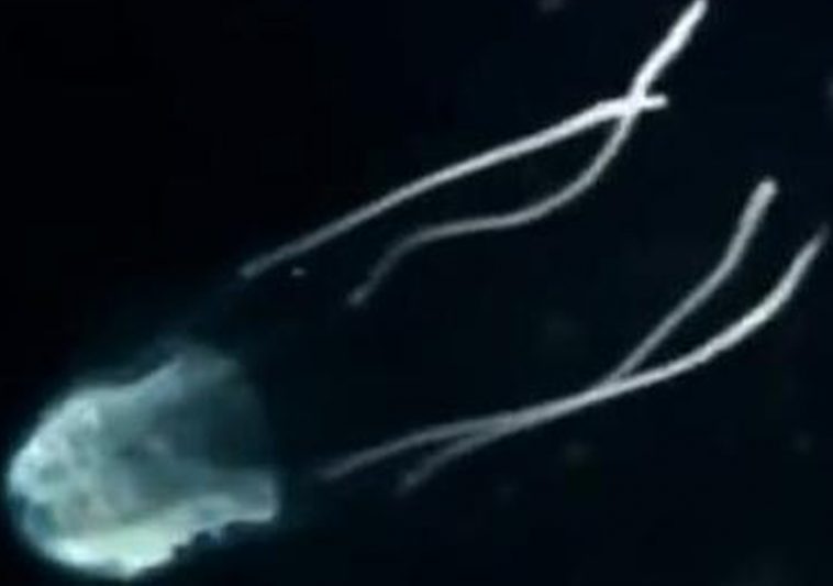 A Sting From This Tiny Jellyfish Will Make You Beg for Death