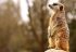Meerkats Are Homicidal Maniacs, Kill Each Other More Than Humans Do