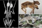 Two-Headed Fawn Discovered in a Forest Is First of Its Kind