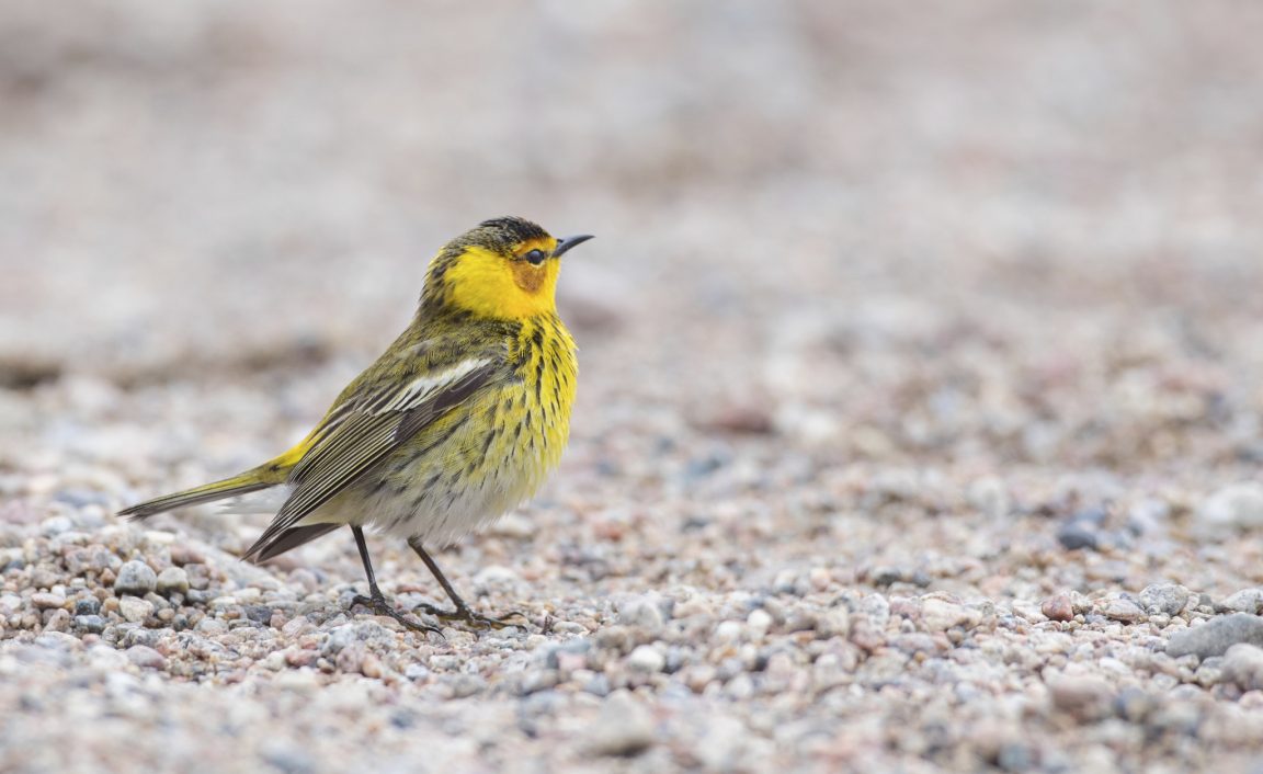 700,000+ "River of Warblers" Spotted in Epic Migration Flight