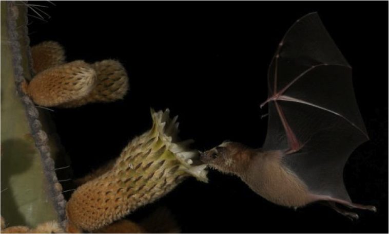 These Bats Make Epic 100km Trips for Food Every Night