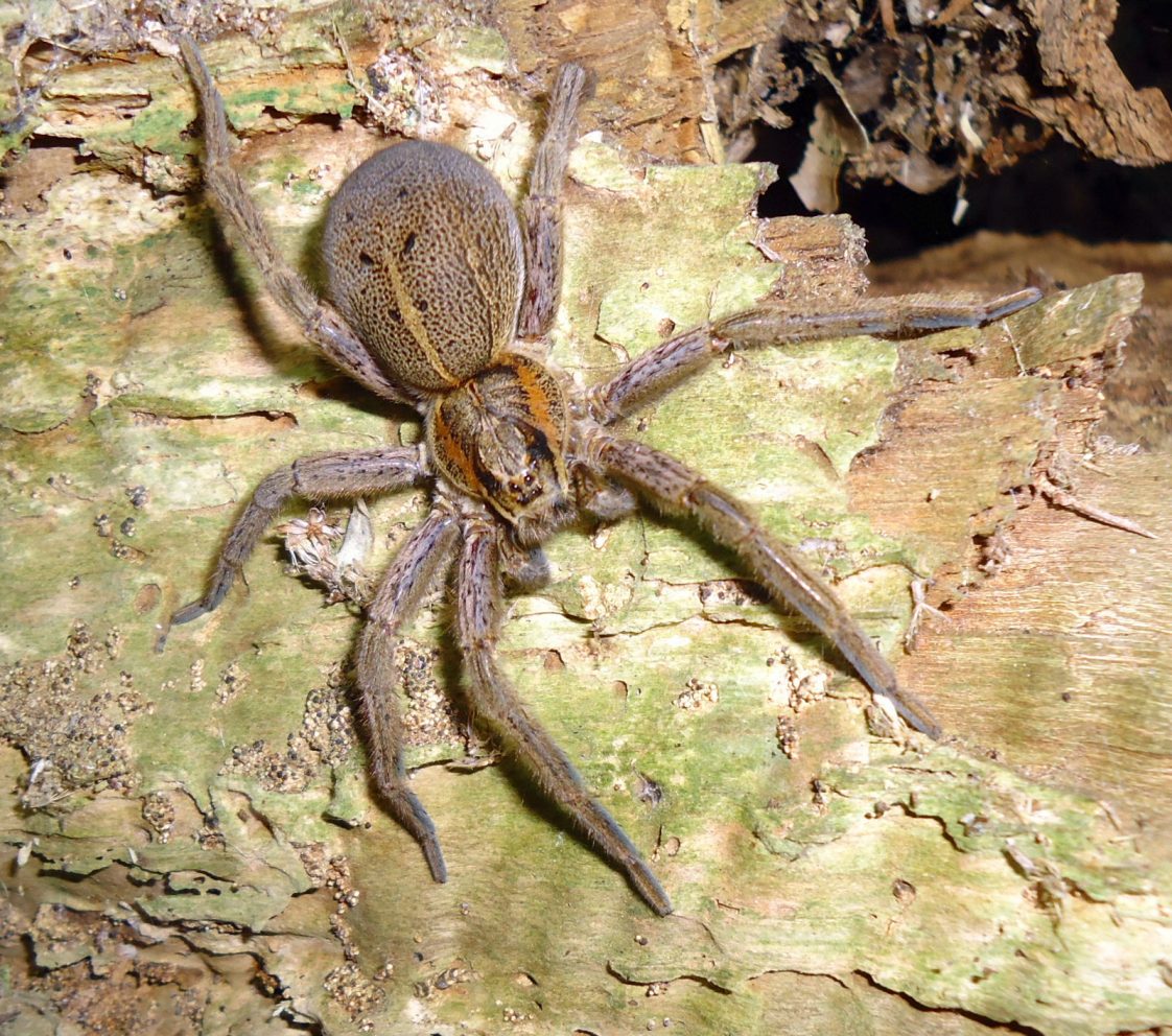 Giant Spider Dines on the Heaviest Insects on Earth