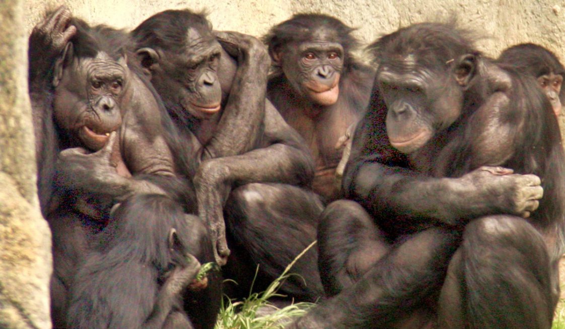 Female Bonobos Act as Midwives for Each Other
