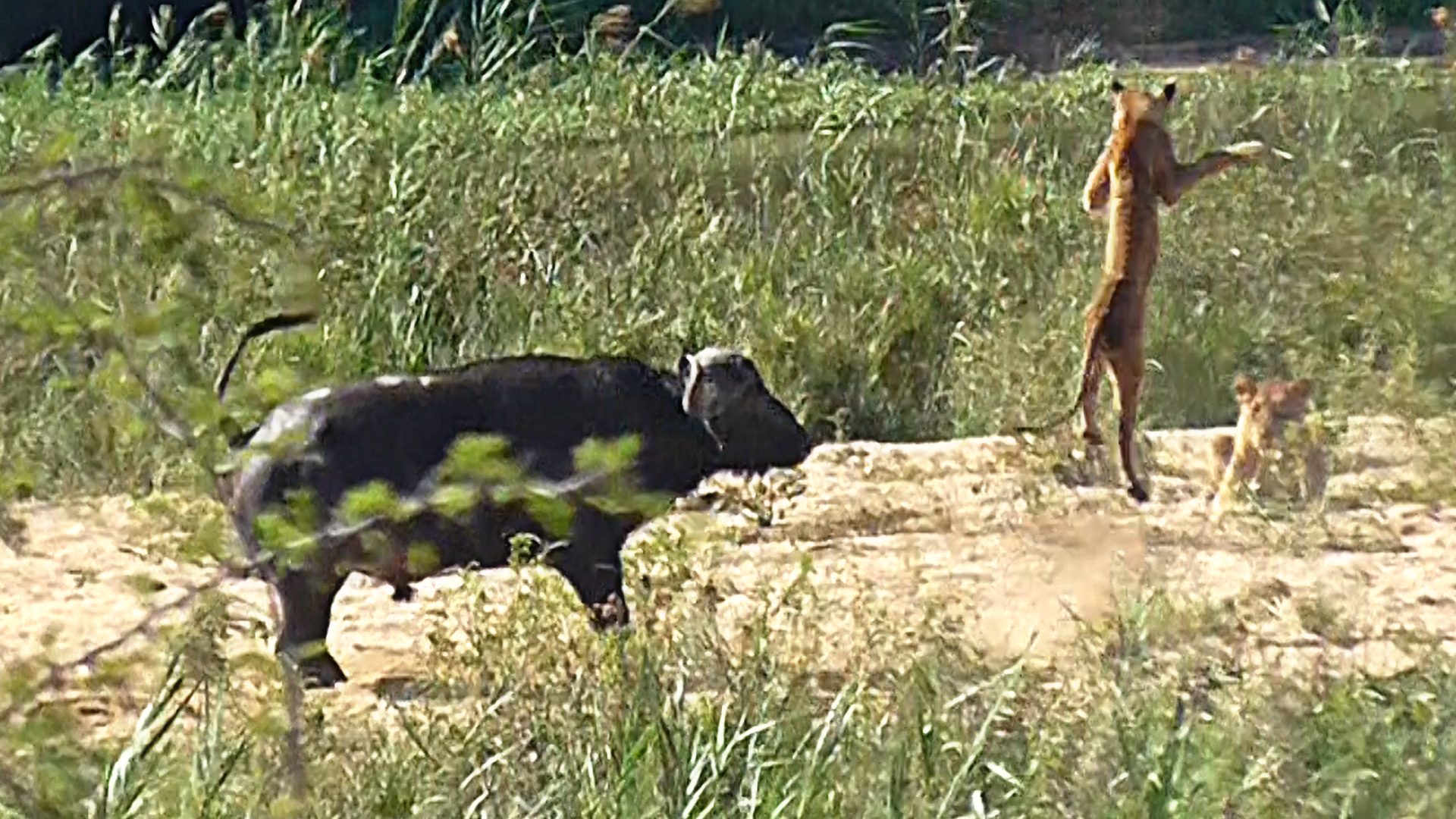 Buffalo Launches Lion to Save Monitor Lizard
